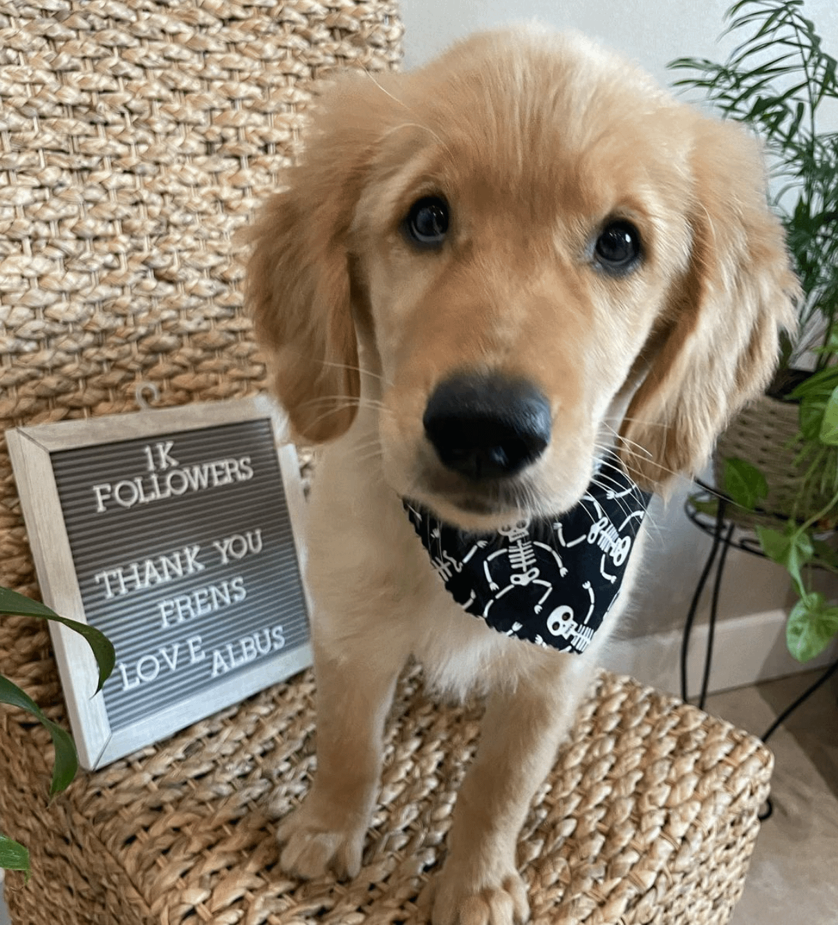 7 Thankful Thursday Quotes and 83 Best Hashtags [to Help You On Social ...
